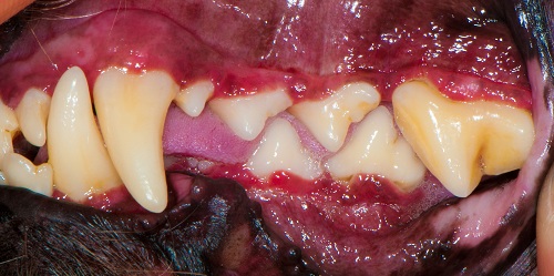 Gingivitis and Stomatitis in Dogs | VCA Animal Hospital