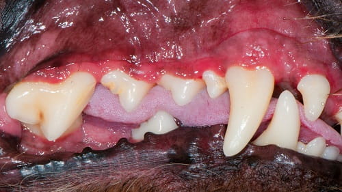 Gingivitis and Stomatitis in Dogs | VCA Animal Hospital