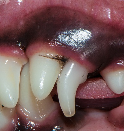 Gingivitis and Stomatitis in Dogs | VCA Animal Hospital