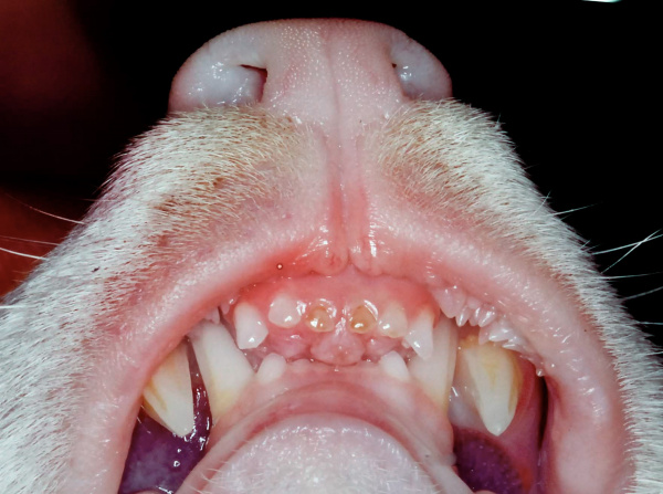 Dental Disease in Cats | VCA Animal Hospital