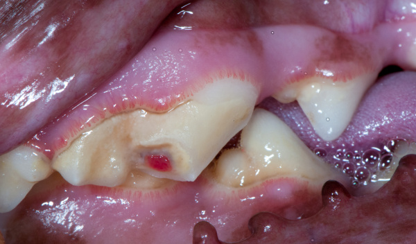 Dental Disease in Cats | VCA Animal Hospital