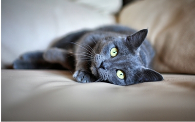 Acetaminophen Toxicity in Cats | VCA Animal Hospital