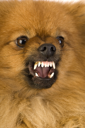 Behavior Counseling Aggression - Introduction | VCA Animal Hospital