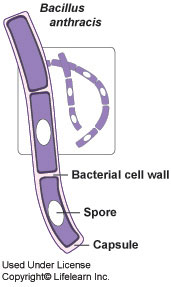 Anthrax in Cats | VCA Animal Hospital