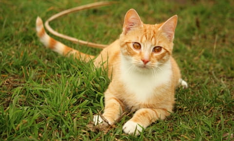 Aortic Thromboembolism in Cats | VCA Animal Hospital