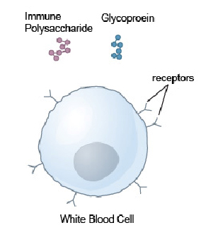 Biological Response Modifiers | VCA Animal Hospital