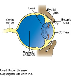 Blepharitis in Dogs | VCA Animal Hospital
