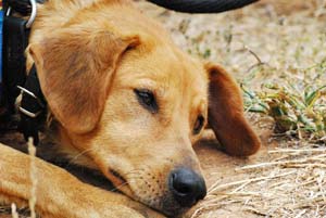 Brain Injury in Dogs | VCA Animal Hospital