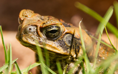 Toad Poisoning in Dogs | VCA Animal Hospital