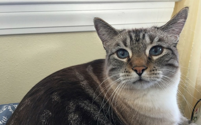 Pituitary Macroadenoma in Cats | VCA Animal Hospital