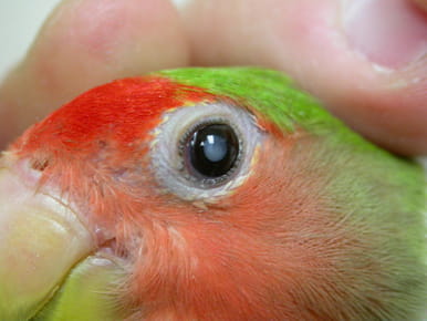 Cataracts in Birds | VCA Animal Hospital