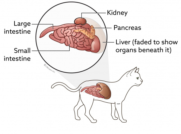 Pancreatitis in Cats - Pancreas-Specific Lipase | VCA Animal Hospital