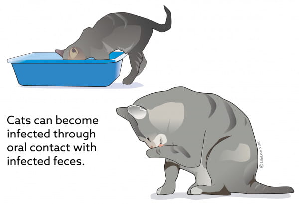 Feline Panleukopenia | VCA Animal Hospital