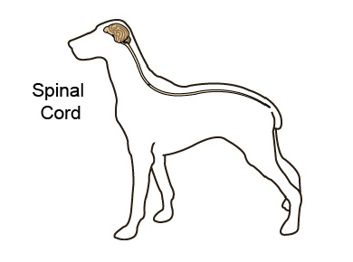 Cerebrospinal Fluid Collection and Examination | VCA Animal Hospital