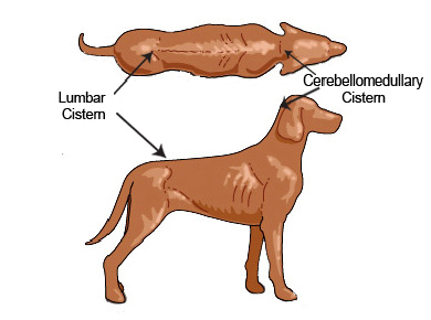 Cerebrospinal Fluid Collection and Examination | VCA Animal Hospital