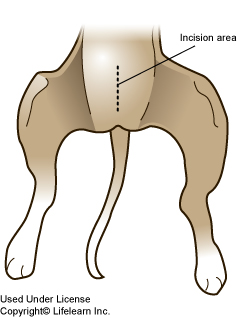 Caesarean Sections in Dogs - Post Operative Instructions | VCA Animal ...