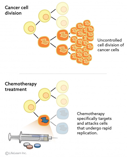 Chemotherapy | VCA Animal Hospital