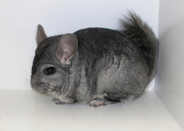 Chinchillas - Heath Conditions | VCA Animal Hospital