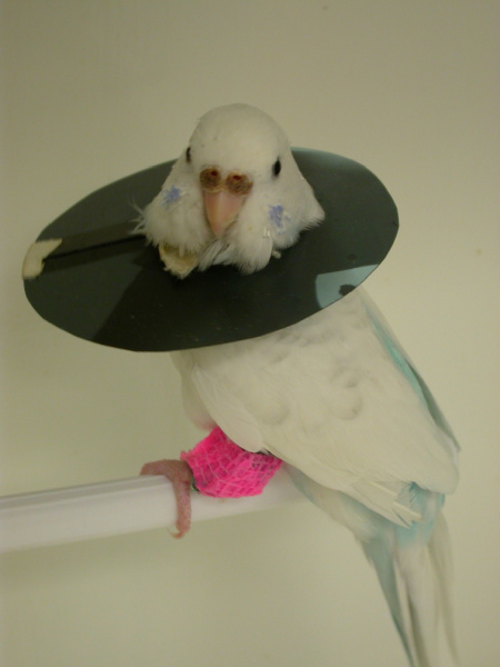 Elizabethan Collars in Birds | VCA Animal Hospital