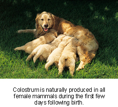 Colostrum | VCA Animal Hospital