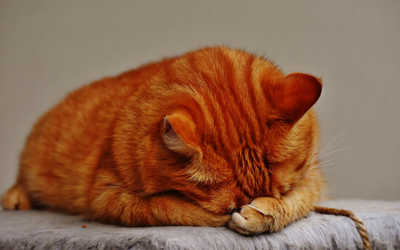 Corneal Ulcers in Cats | VCA Animal Hospital