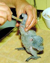 Crop Infections in Birds | VCA Animal Hospital