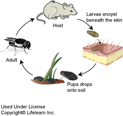 Cuterebra or 'Warbles' in Dogs | VCA Animal Hospital