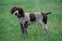 Cuterebra or 'Warbles' in Dogs | VCA Animal Hospital