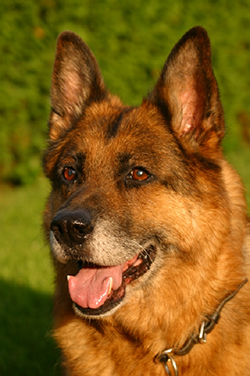 Degenerative Myelopathy in Dogs | VCA Animal Hospital