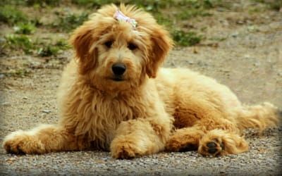Designer Dog Breeds | VCA Animal Hospital