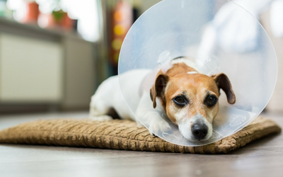 Total Ear Canal Ablation and Bulla Osteotomy (TECA-BO) | VCA Animal ...