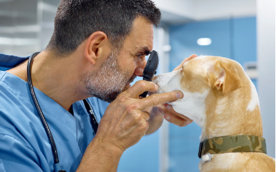 Eye Tumors - Melanoma in Dogs | VCA Animal Hospital