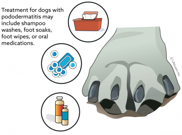 Pododermatitis in Dogs | VCA Animal Hospital