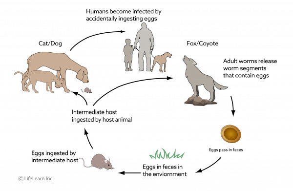 Echinococcosis in Cats | VCA Animal Hospital