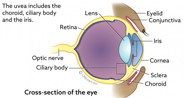 Uveitis in Cats | VCA Animal Hospital