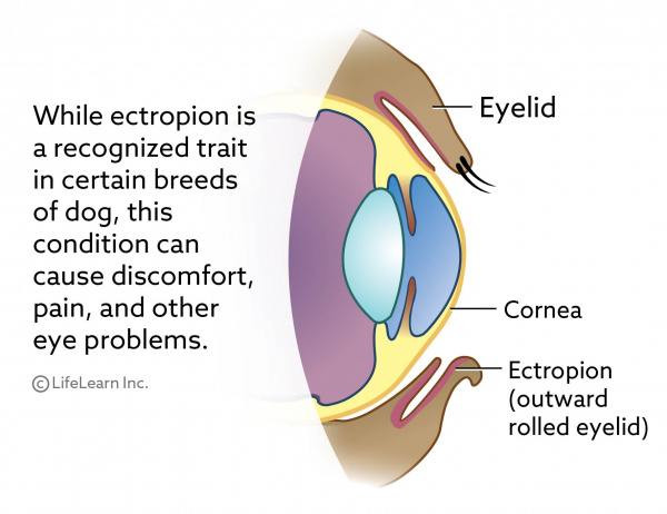 Eyelid Ectropion in Dogs | VCA Animal Hospital