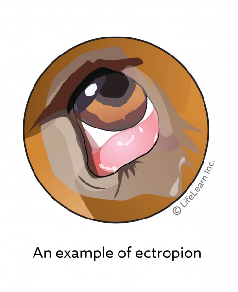 Eyelid Ectropion in Dogs | VCA Animal Hospital