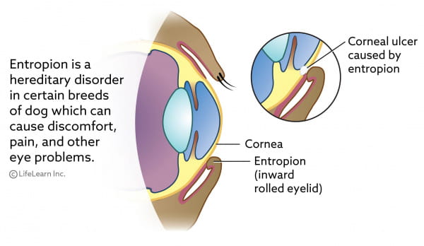 Eyelid Entropion in Dogs | VCA Animal Hospital