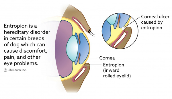 Eyelid Entropion in Dogs | VCA Animal Hospital