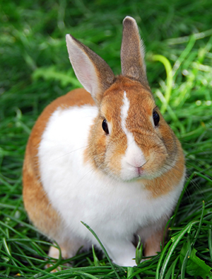 Coccidia in Rabbits | VCA Animal Hospital