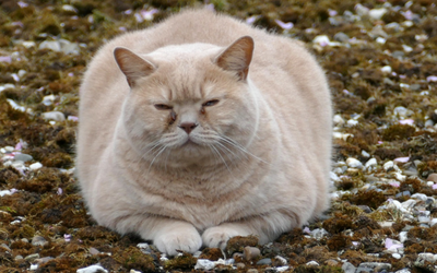 Obesity in Cats | VCA Animal Hospital