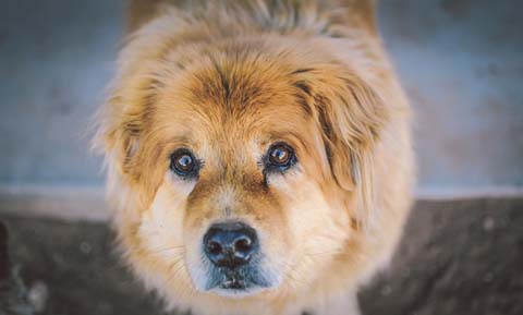 Abscesses in Dogs | VCA Animal Hospital