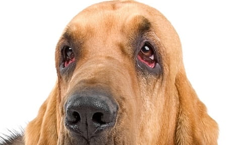 Blepharitis in Dogs | VCA Animal Hospital