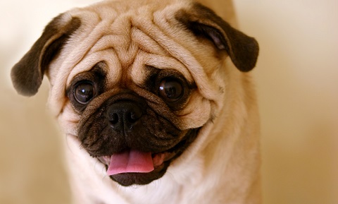 Buprenorphine | VCA Animal Hospital