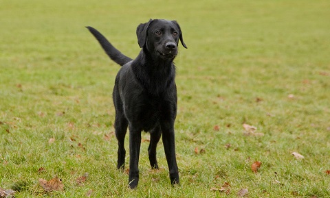 Canine Communication - Interpreting Dog Language | VCA Animal Hospital