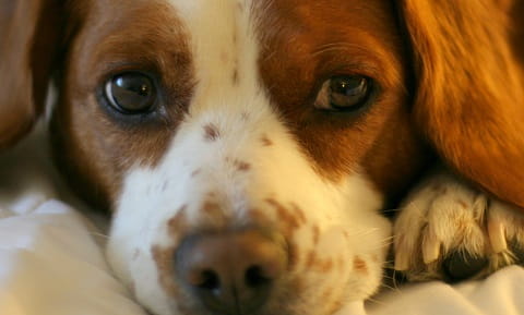 Uveitis in Dogs | VCA Animal Hospital
