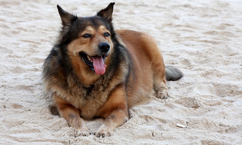 Chamomile | VCA Animal Hospital