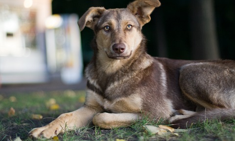 Chlorambucil | VCA Animal Hospital