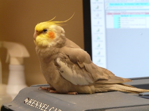 Recognizing the Signs of Illness in Pet Birds | VCA Animal Hospital