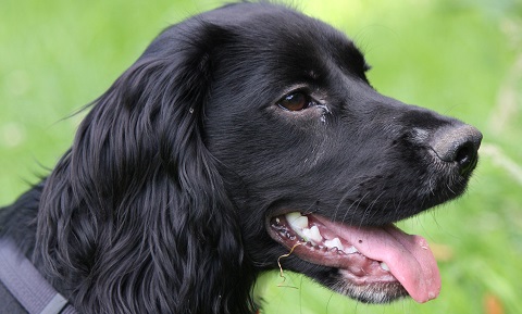 Codeine | VCA Animal Hospital